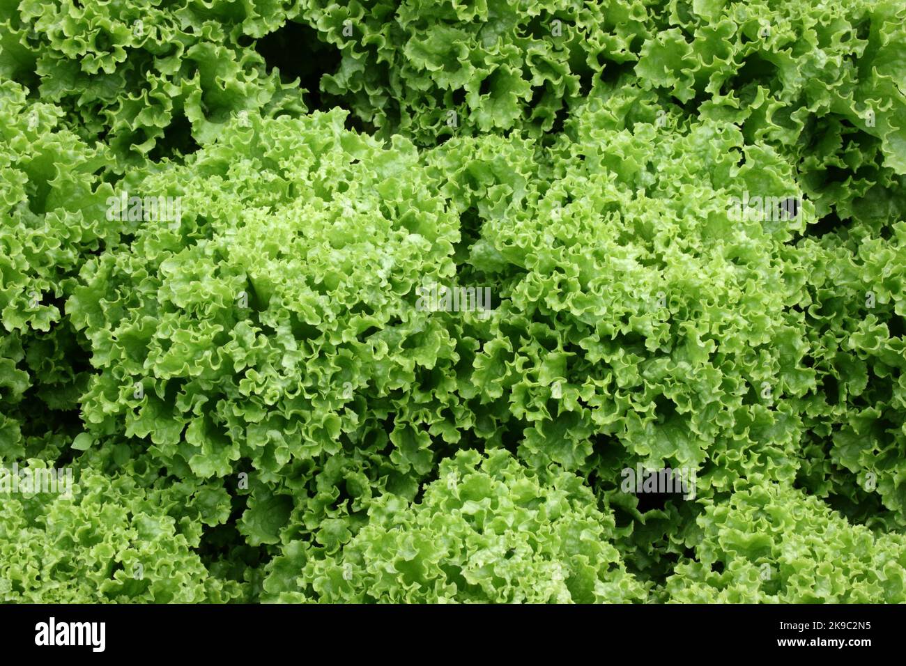 Lettuce 'Lollo Bionda' Stock Photo - Alamy