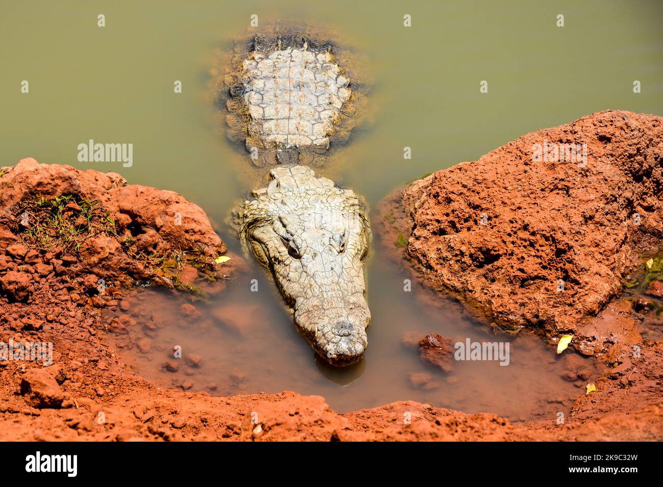 A large crocodile in the water on a river in a national park in Senegal ...