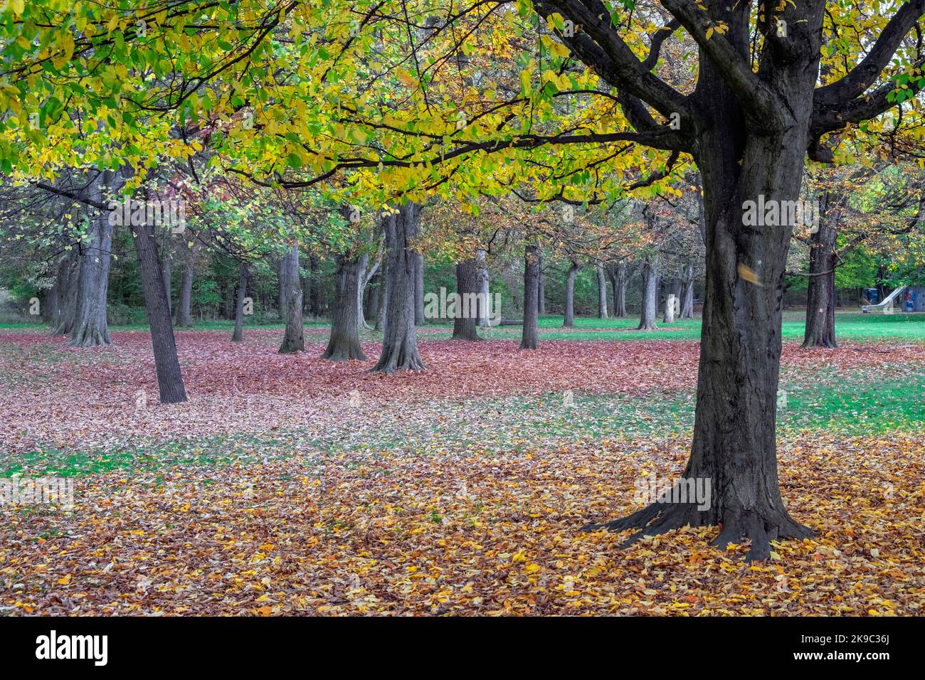 Autumn city deciduous trees hi-res stock photography and images - Alamy