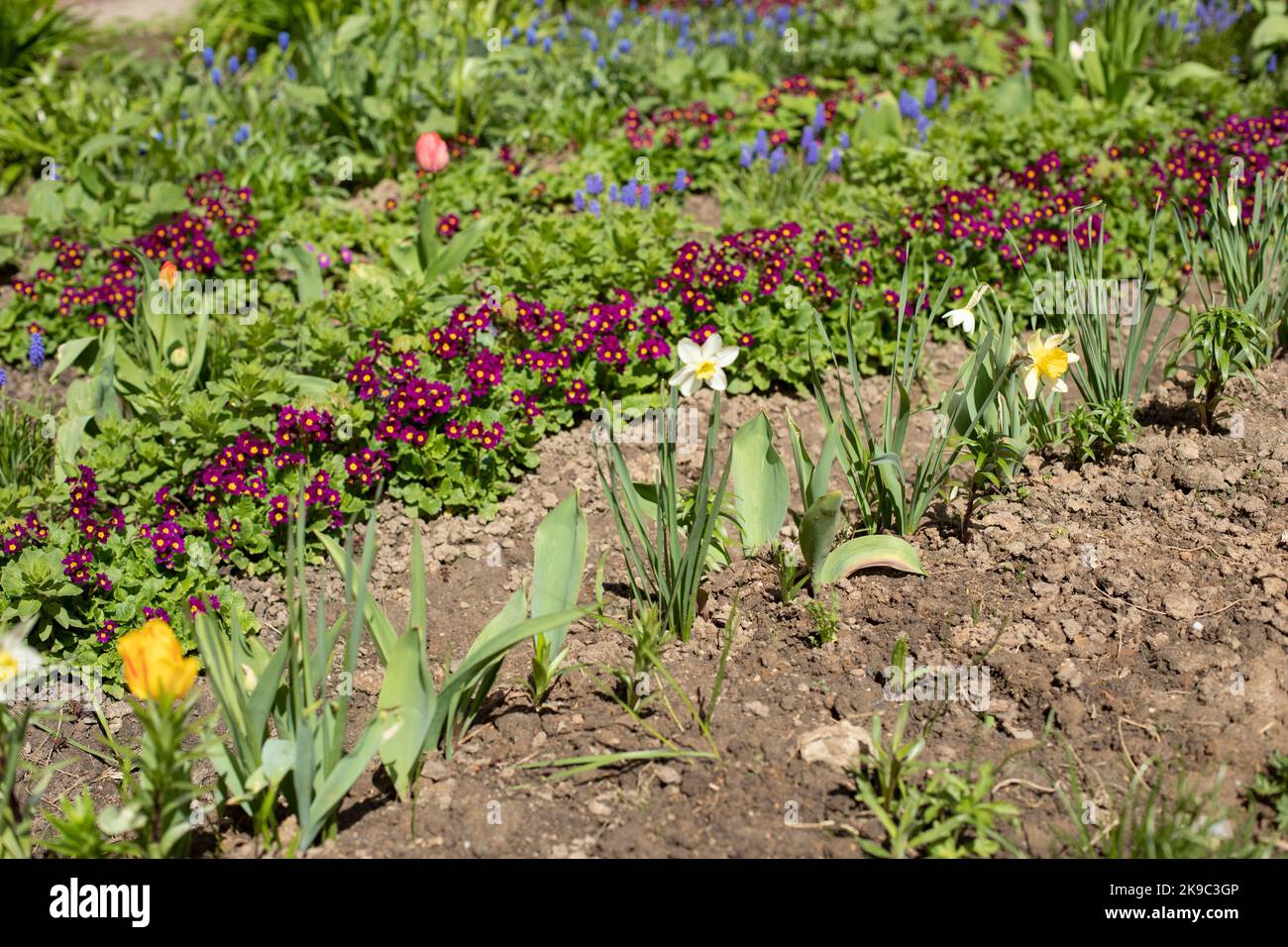 Flowers in garden in spring. Growing plants in ground. Excavated soil ...