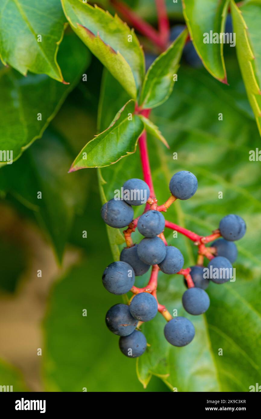 purple berries and green leaves on a garden tree in greece, berries and ...