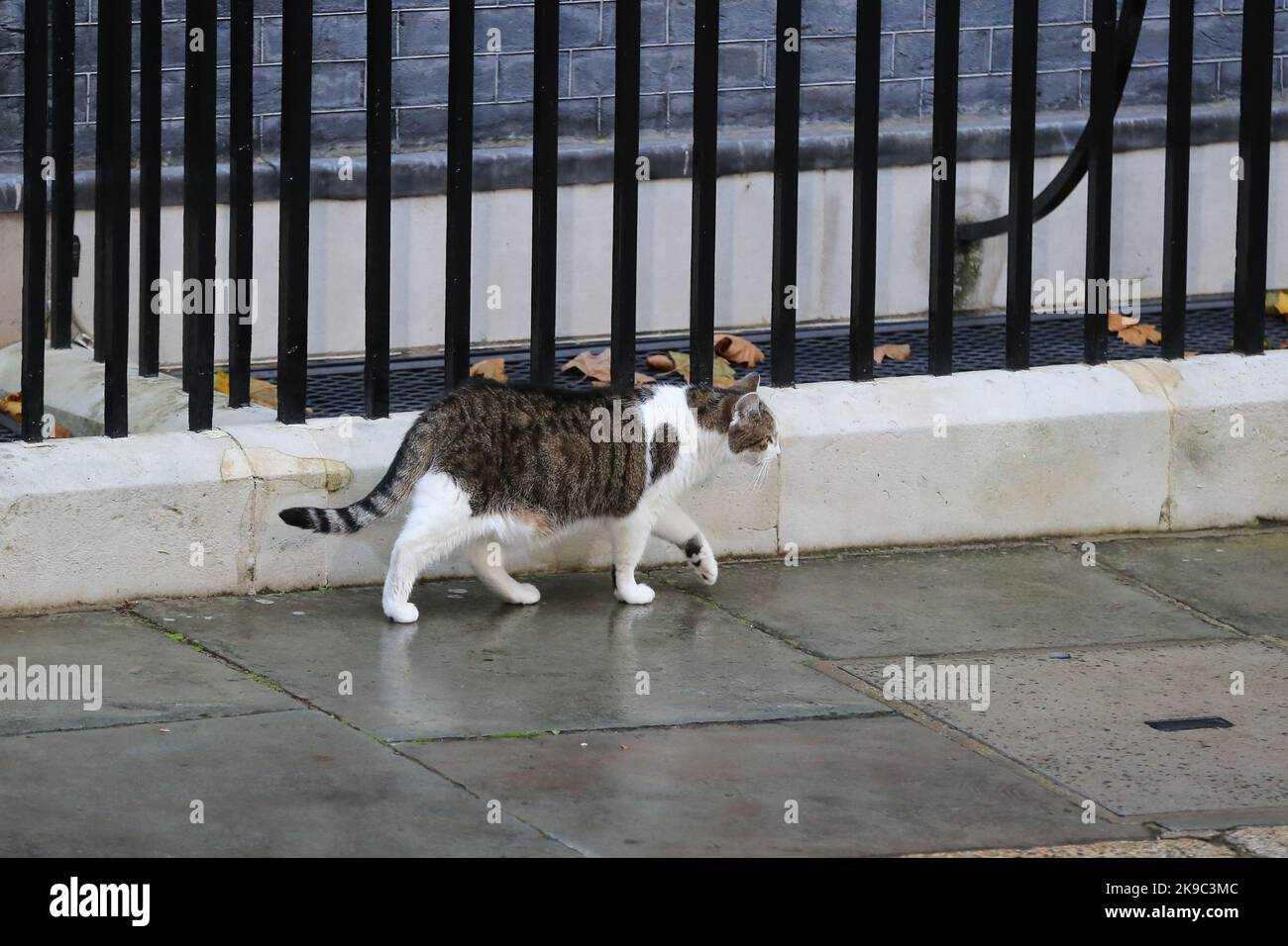 Larry, the Chief Mouser to the Cabinet Office of the United Kingdom at ...