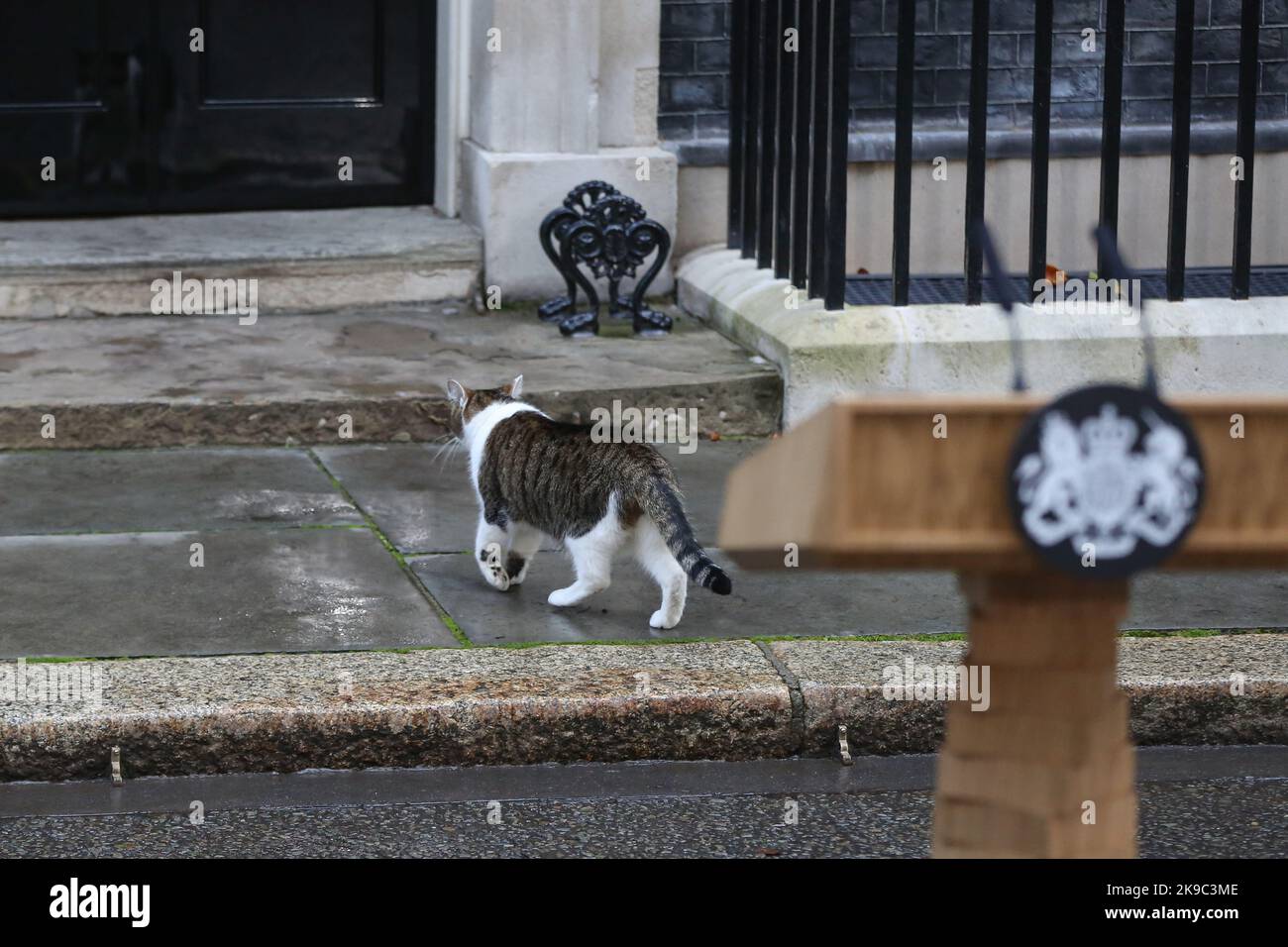 Larry, the Chief Mouser to the Cabinet Office of the United Kingdom at ...