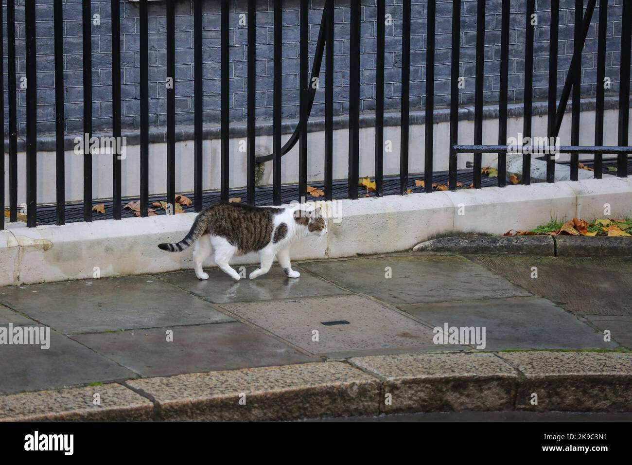 Larry, the Chief Mouser to the Cabinet Office of the United Kingdom at ...