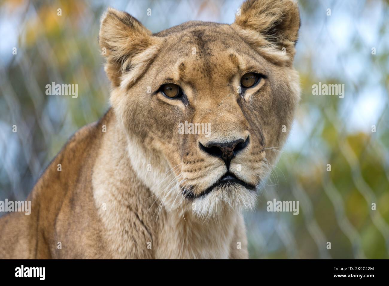 Animal portrait female lioness close up from oblique front side as ...