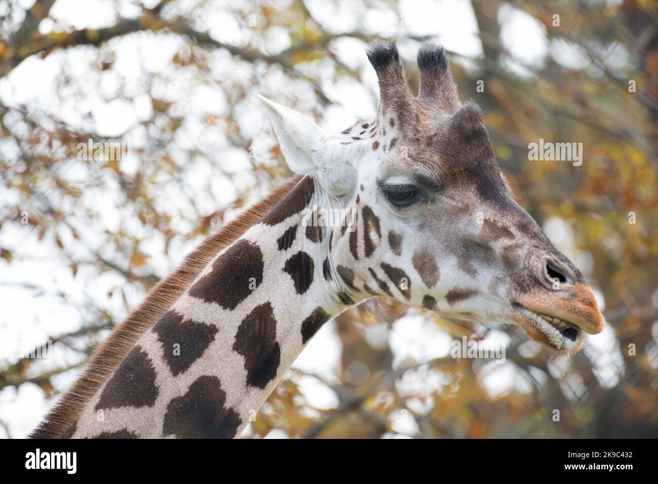Giraffe saliva hi-res stock photography and images - Alamy