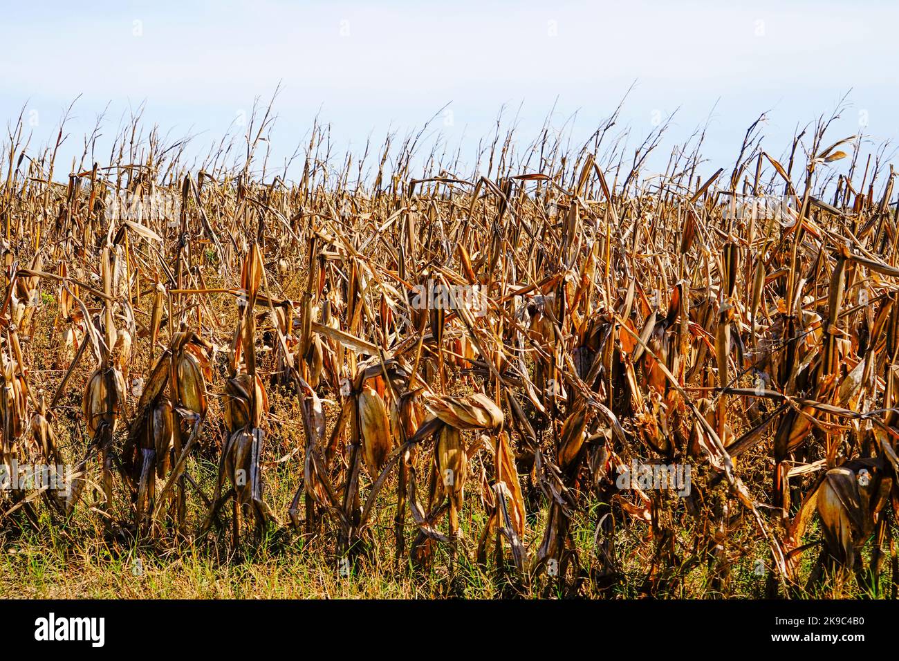 Drought kills crop hi-res stock photography and images - Alamy