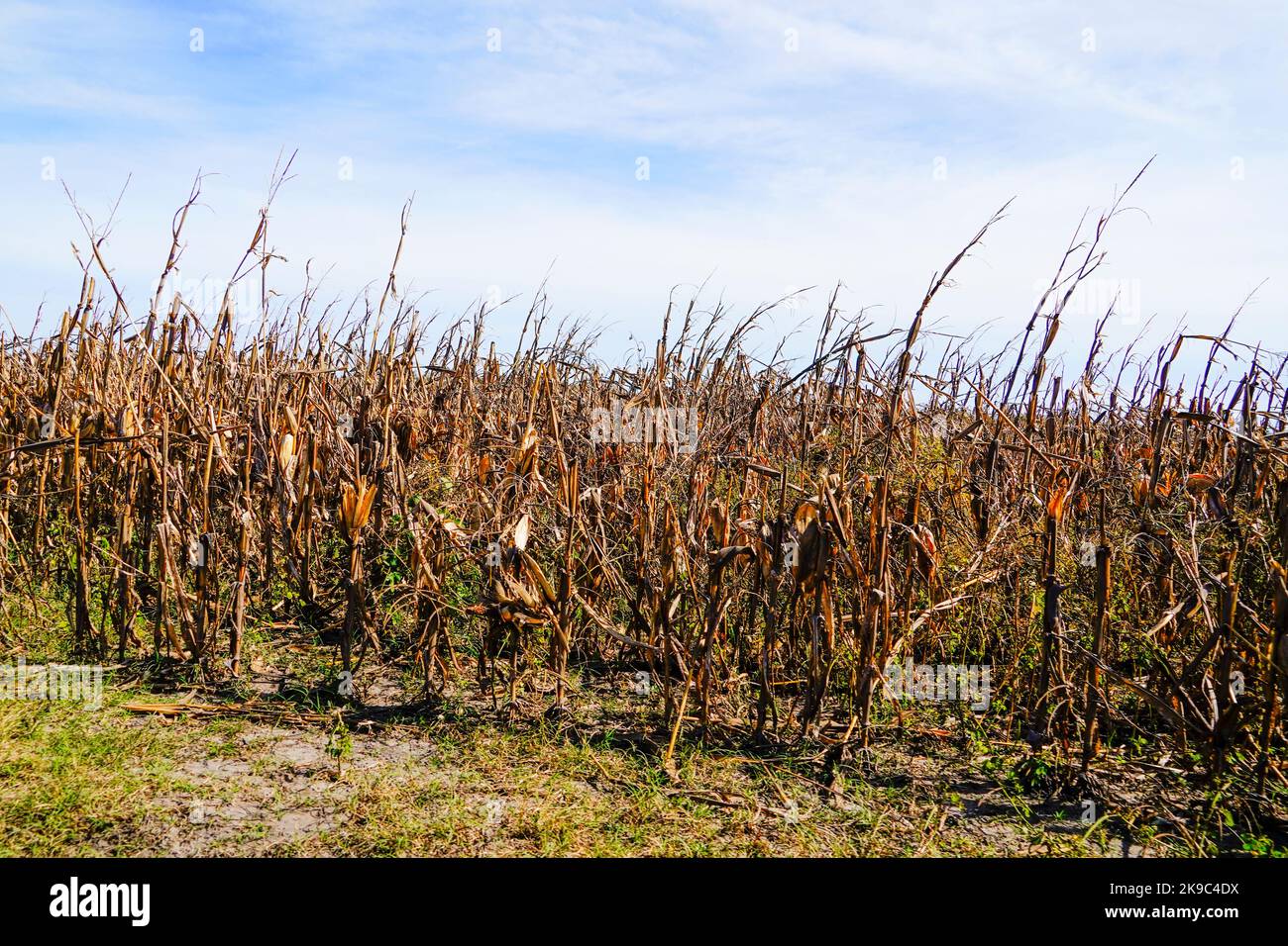 Dried up corn plants and dead corn on the plant due to drought ...