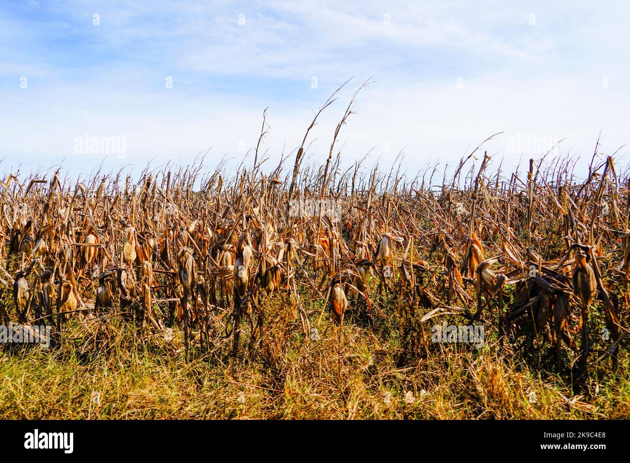 Dried up corn plants and dead corn on the plant due to drought ...