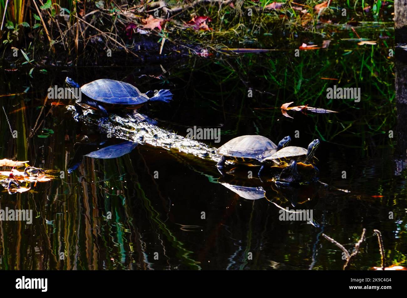 yellow-bellied slider Turtle, Trachemys scripta scripta, Washington ...