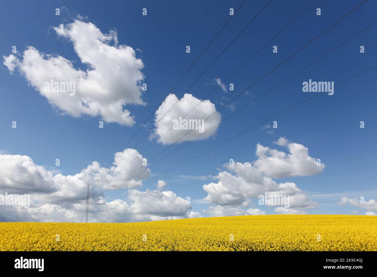 Yellow rapeseed field in Denmark Stock Photo - Alamy