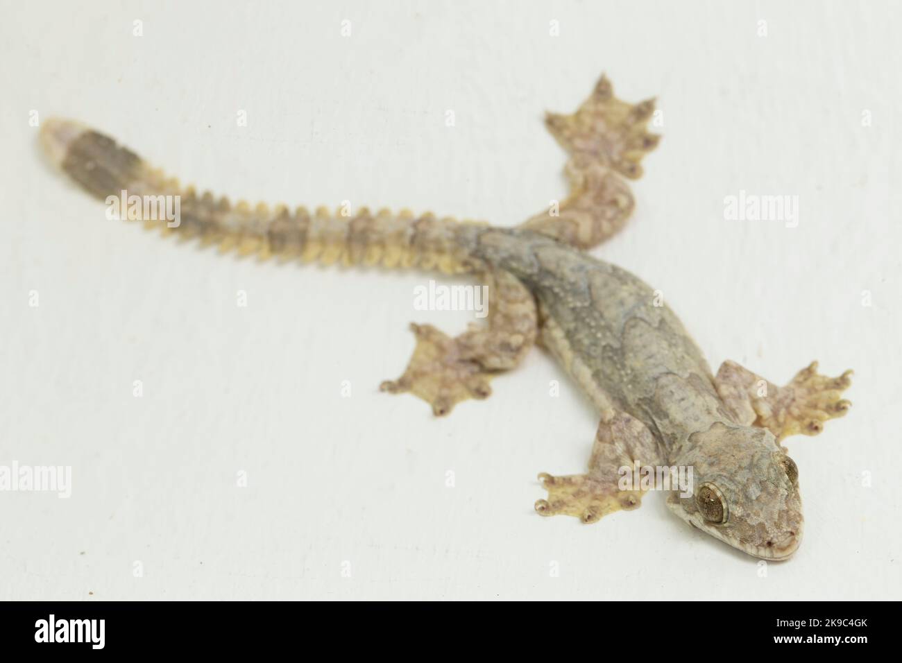 Common flying gecko Kuhl's flying gecko Ptychozoon kuhli isolated on ...