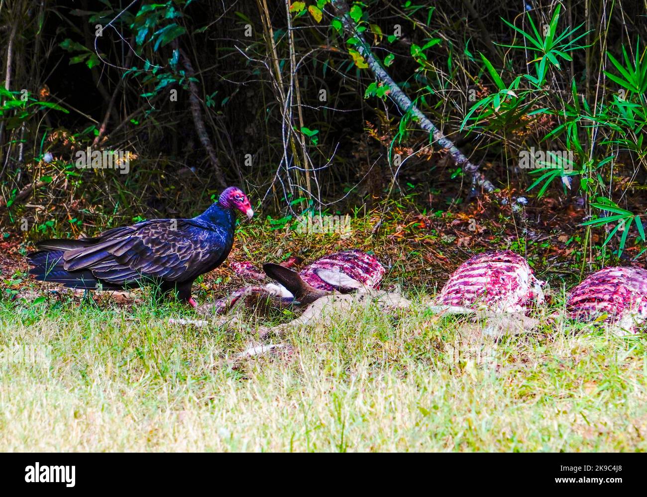 Turkey Vulture Eating A Deer