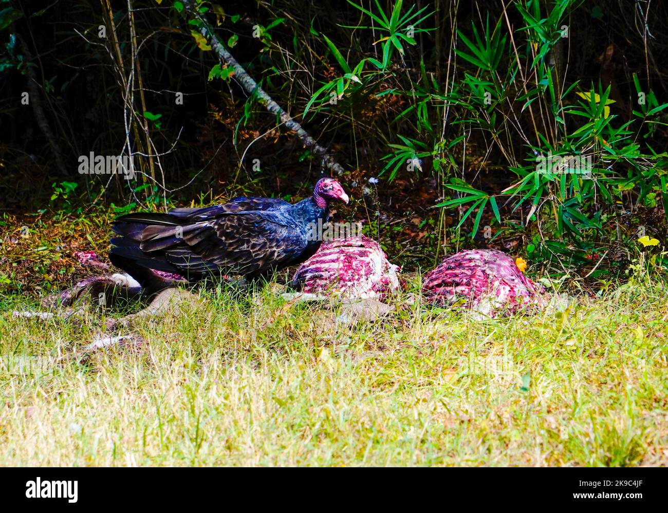 Deer carccus hi-res stock photography and images - Alamy