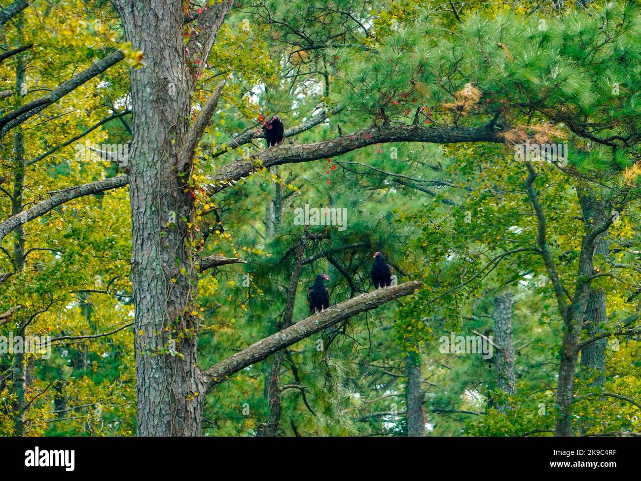 Turkey Vulture, Washington County, North Carolina Saturday, October 22 ...