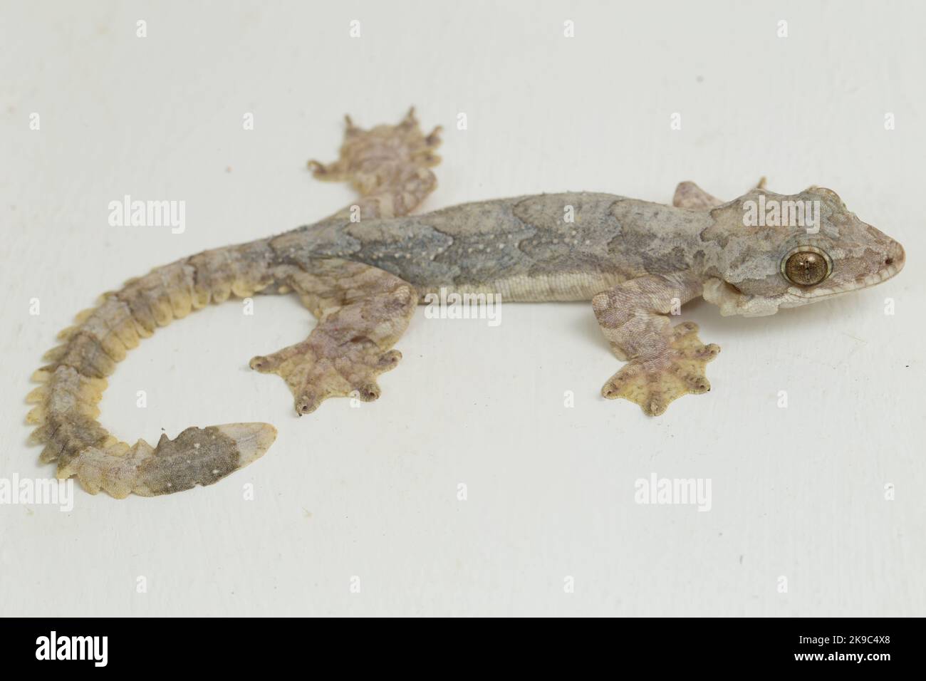 Common flying gecko Kuhl's flying gecko Ptychozoon kuhli isolated on ...