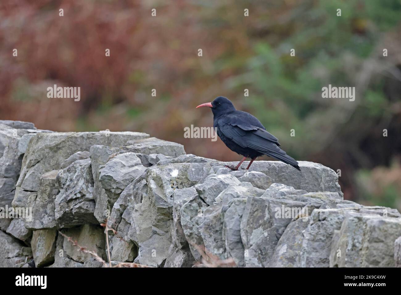 Red-billed Chough on a wall at Mewslade on the Gower Wales UK Stock ...