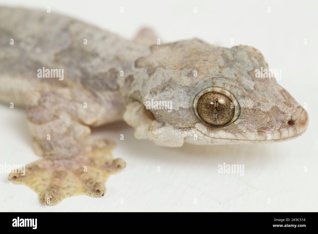 Common flying gecko Kuhl's flying gecko Ptychozoon kuhli isolated on ...