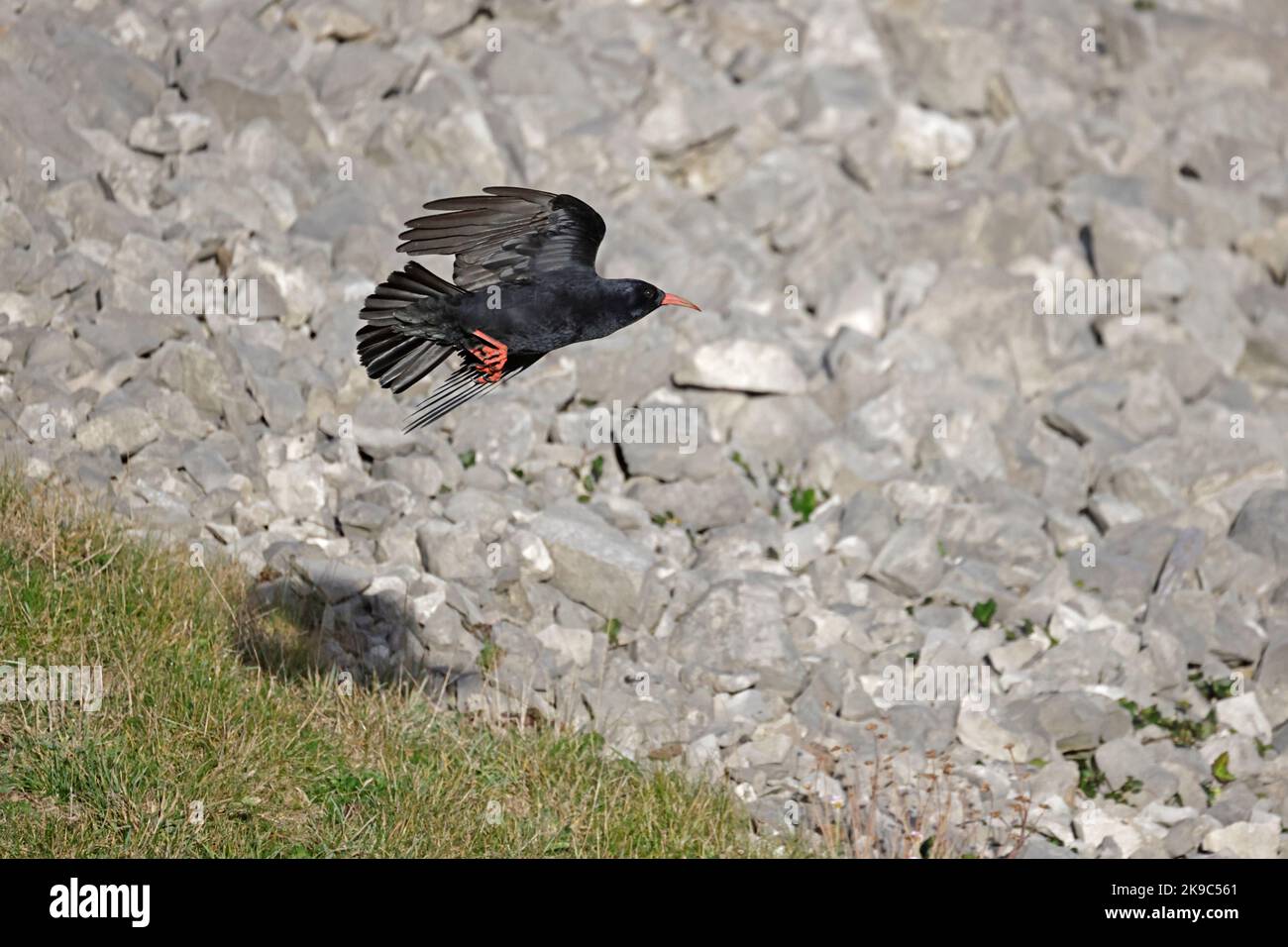 Red-billed Chough in flight on the Gower Wales UK Stock Photo - Alamy