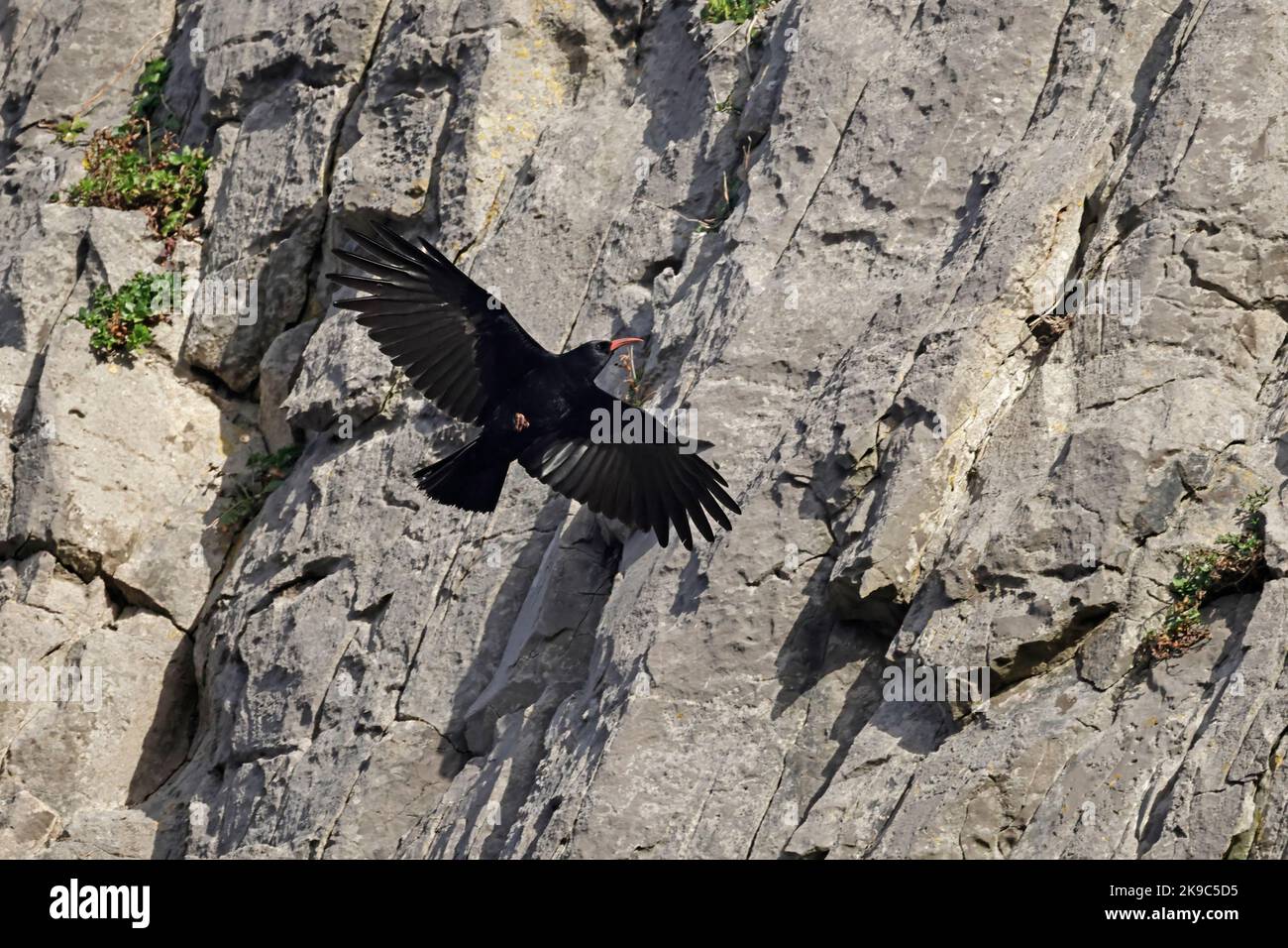 Red-billed Chough in flight on the Gower Wales UK Stock Photo - Alamy