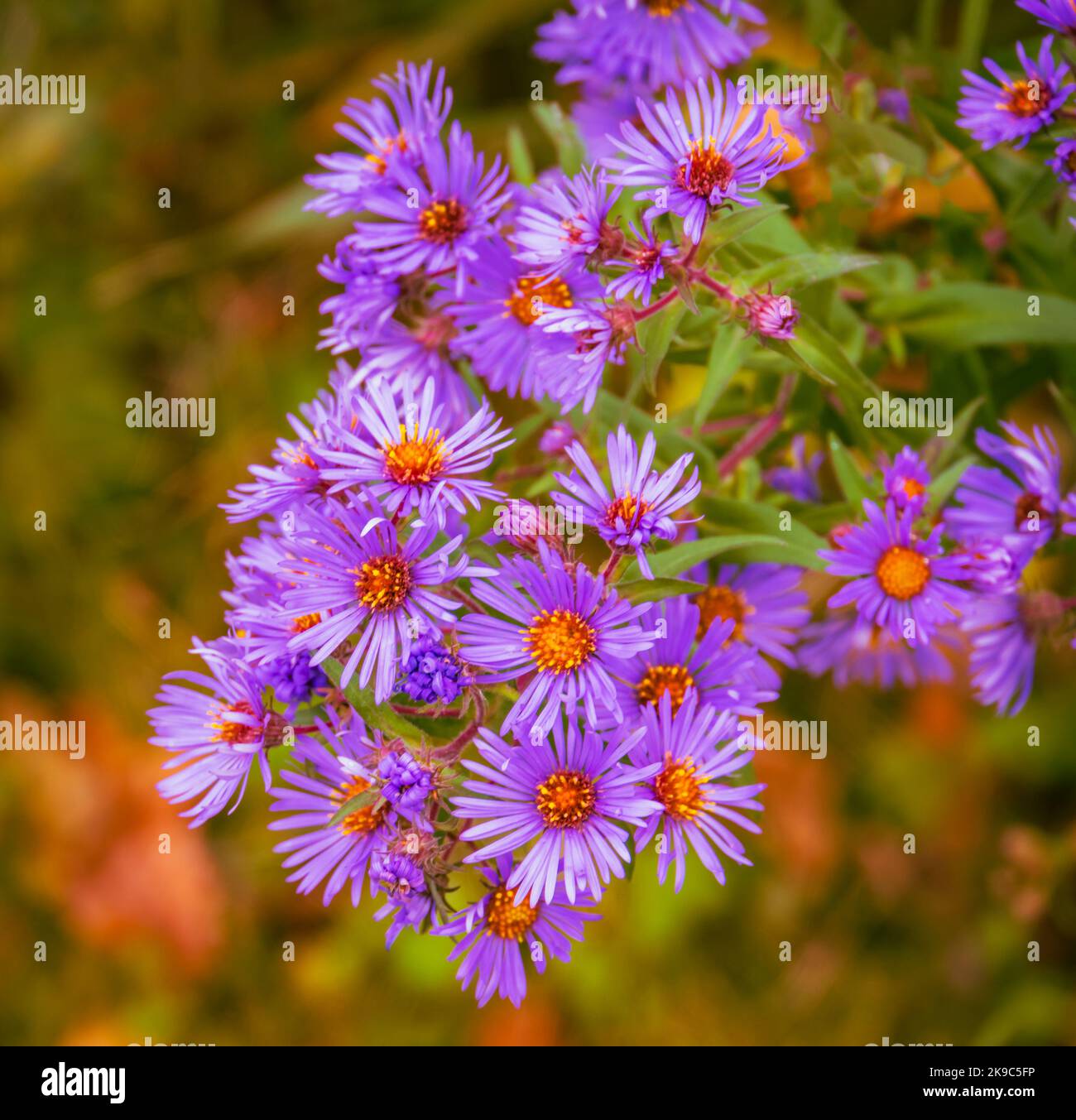 Purple fall plants hi-res stock photography and images - Alamy