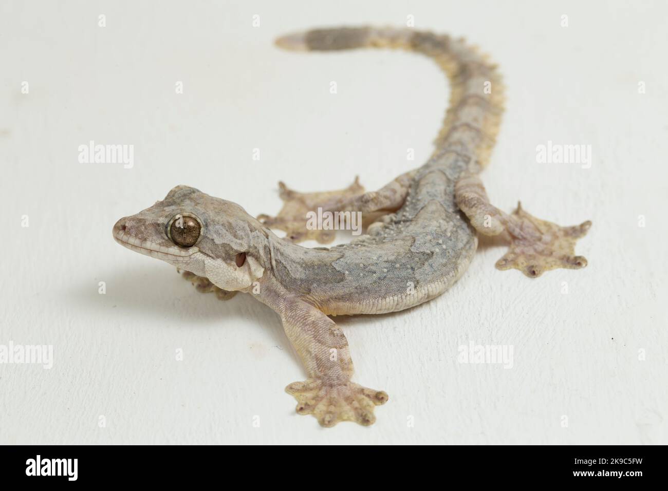Common flying gecko Kuhl's flying gecko Ptychozoon kuhli isolated on ...