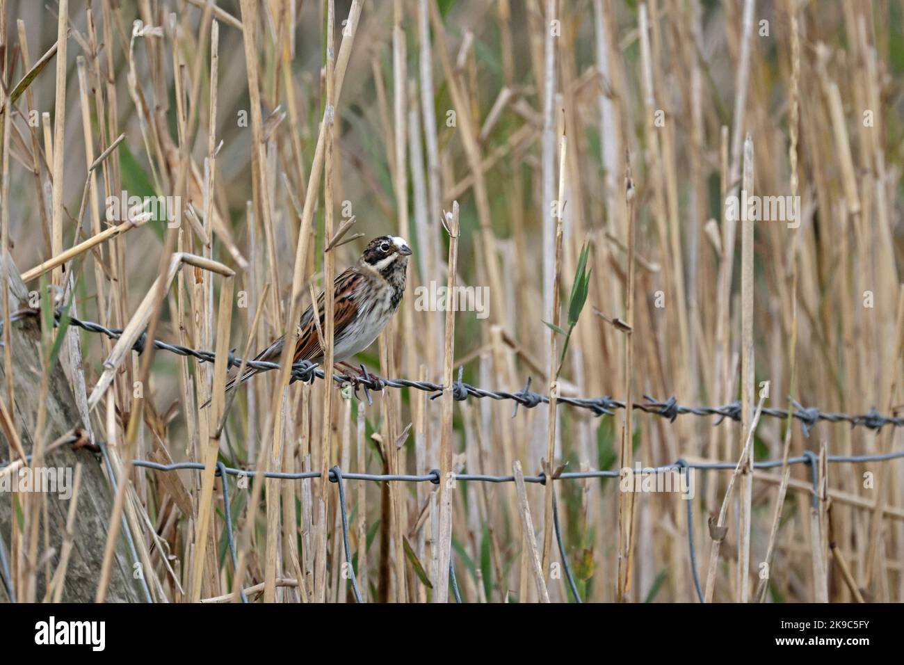 Male reed Bunting with a white head on the Gower Wales UK Stock Photo ...