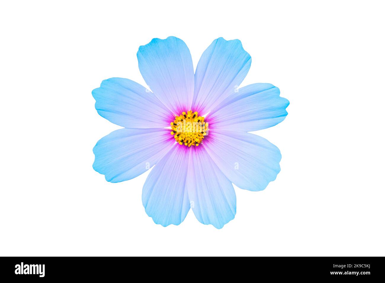 Blue Cosmos bipinnatus flower isolated on white background. Ornamental ...