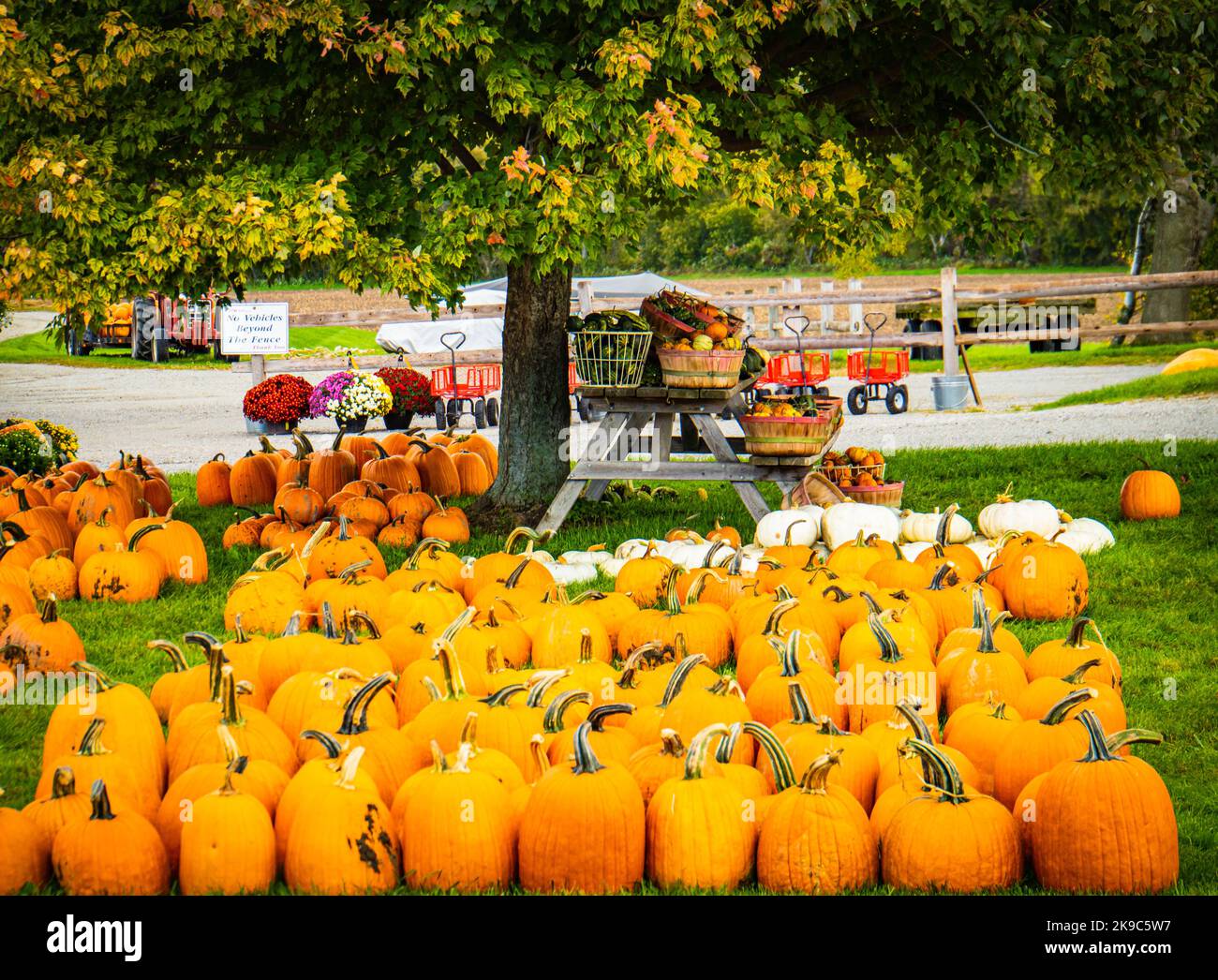 rural farm with holiday pumpkins for sale out on the lawn in october ...