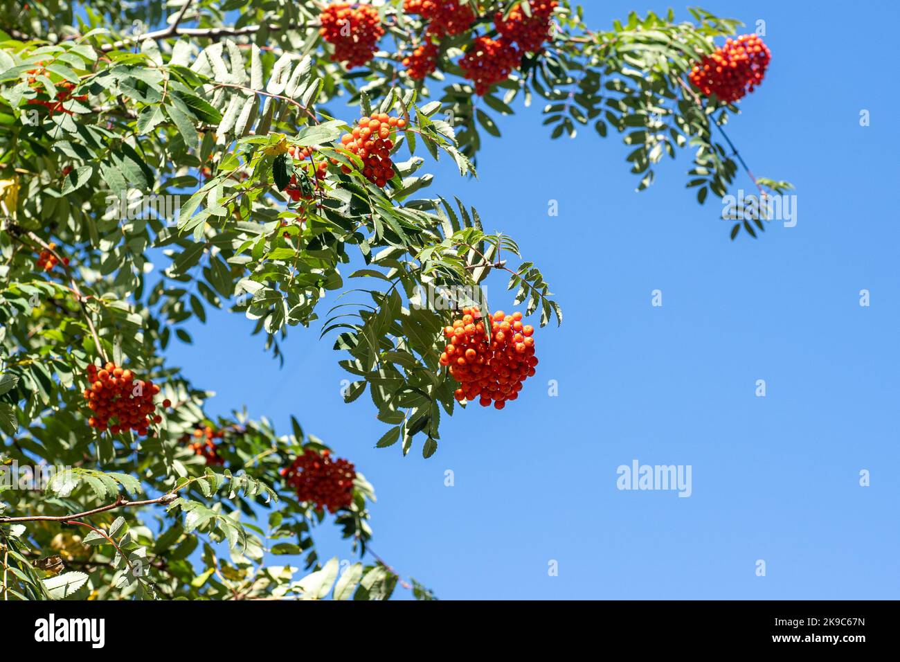 Clusters of rowan sway in the wind. Rowan tree branches against the ...