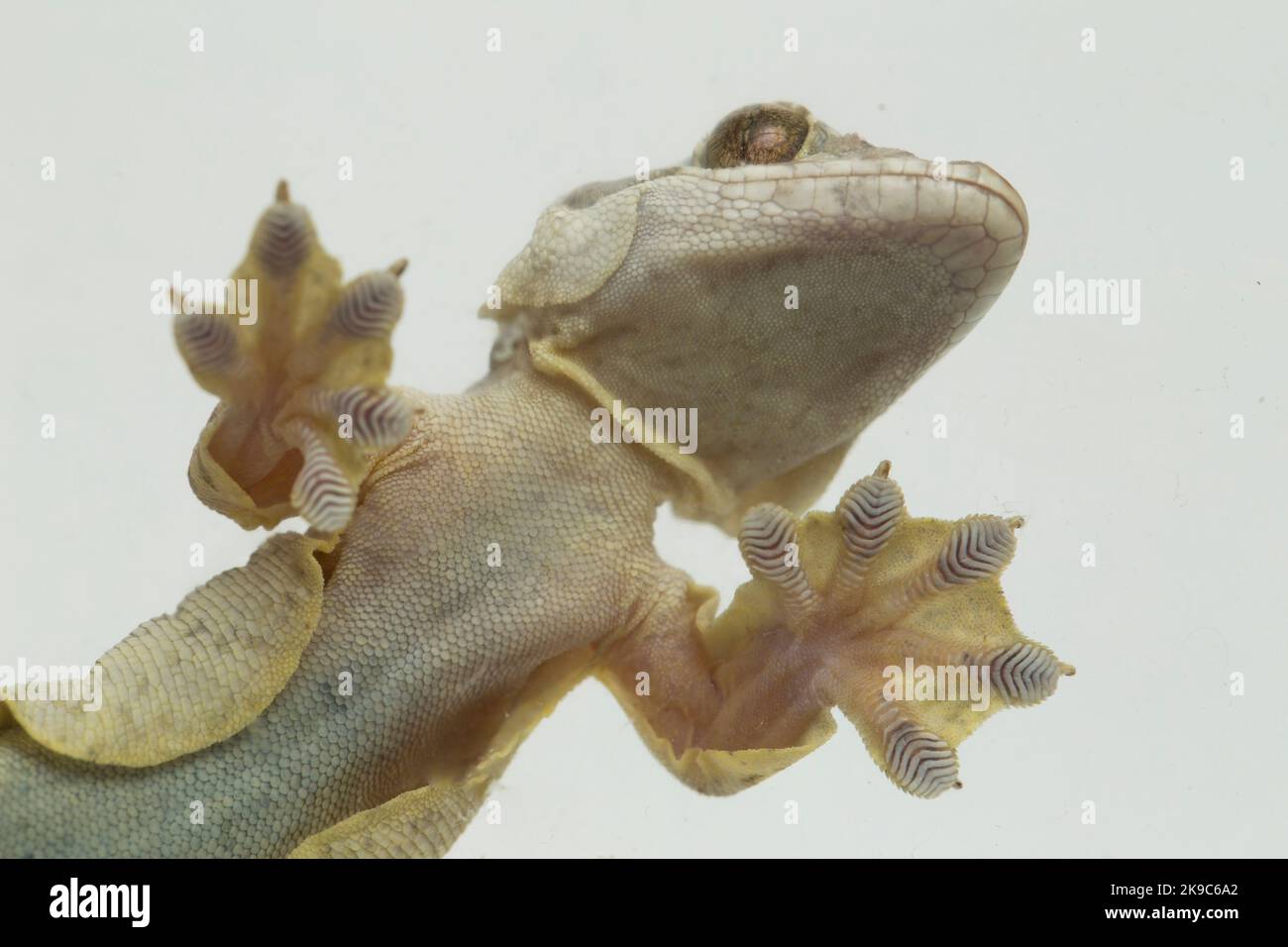 Common flying gecko Kuhl's flying gecko Ptychozoon kuhli isolated on ...