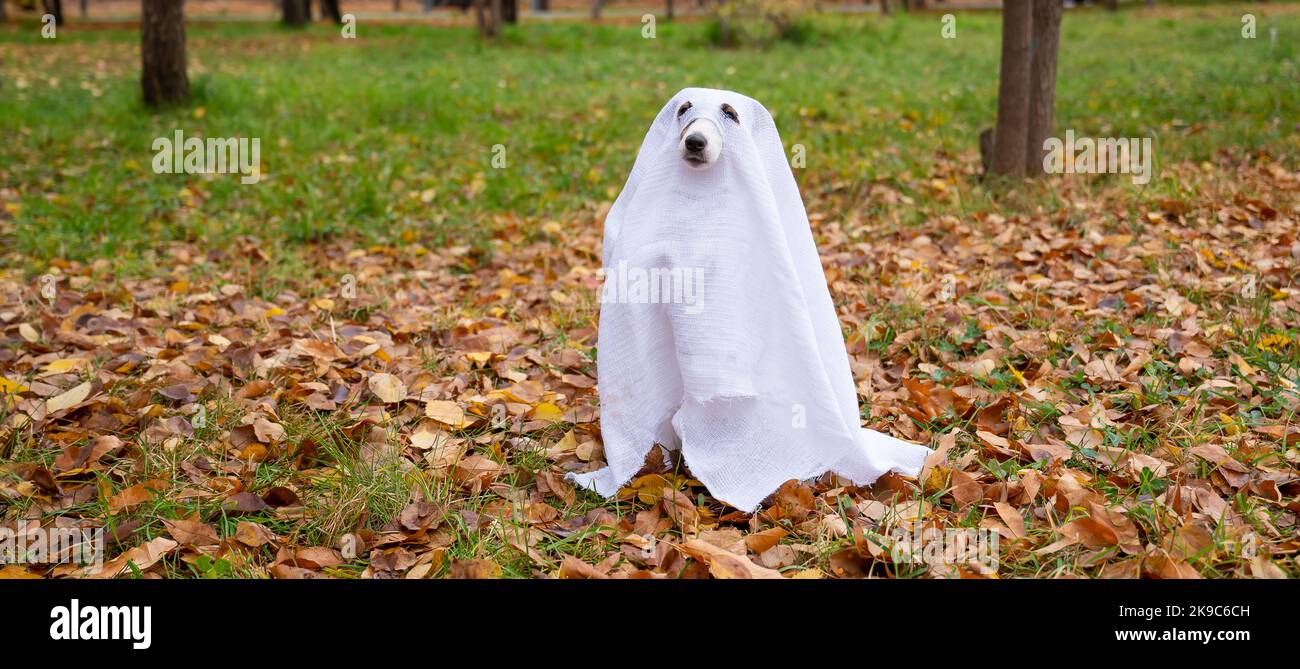 Jack Russell Terrier dog in a ghost costume in the autumn forest Stock ...