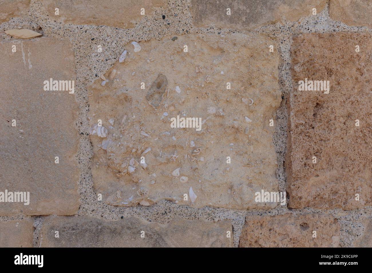 Ancient shells in a limestone wall Stock Photo - Alamy