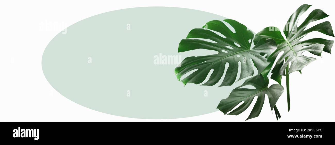 Close-up monstera leaves in oval nature floral background. art border ...