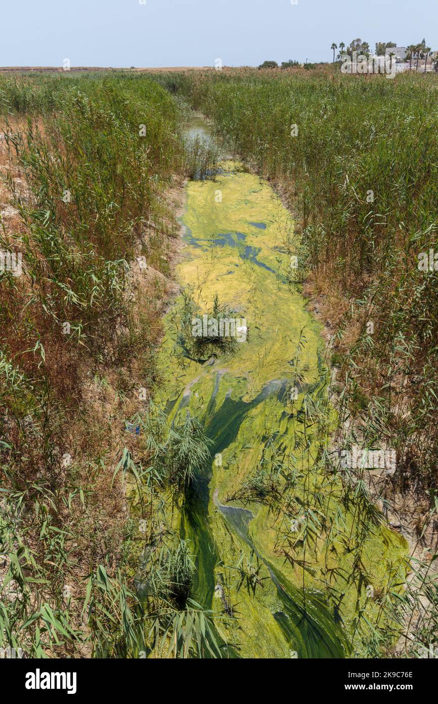 Stream with green water full of algae Stock Photo - Alamy