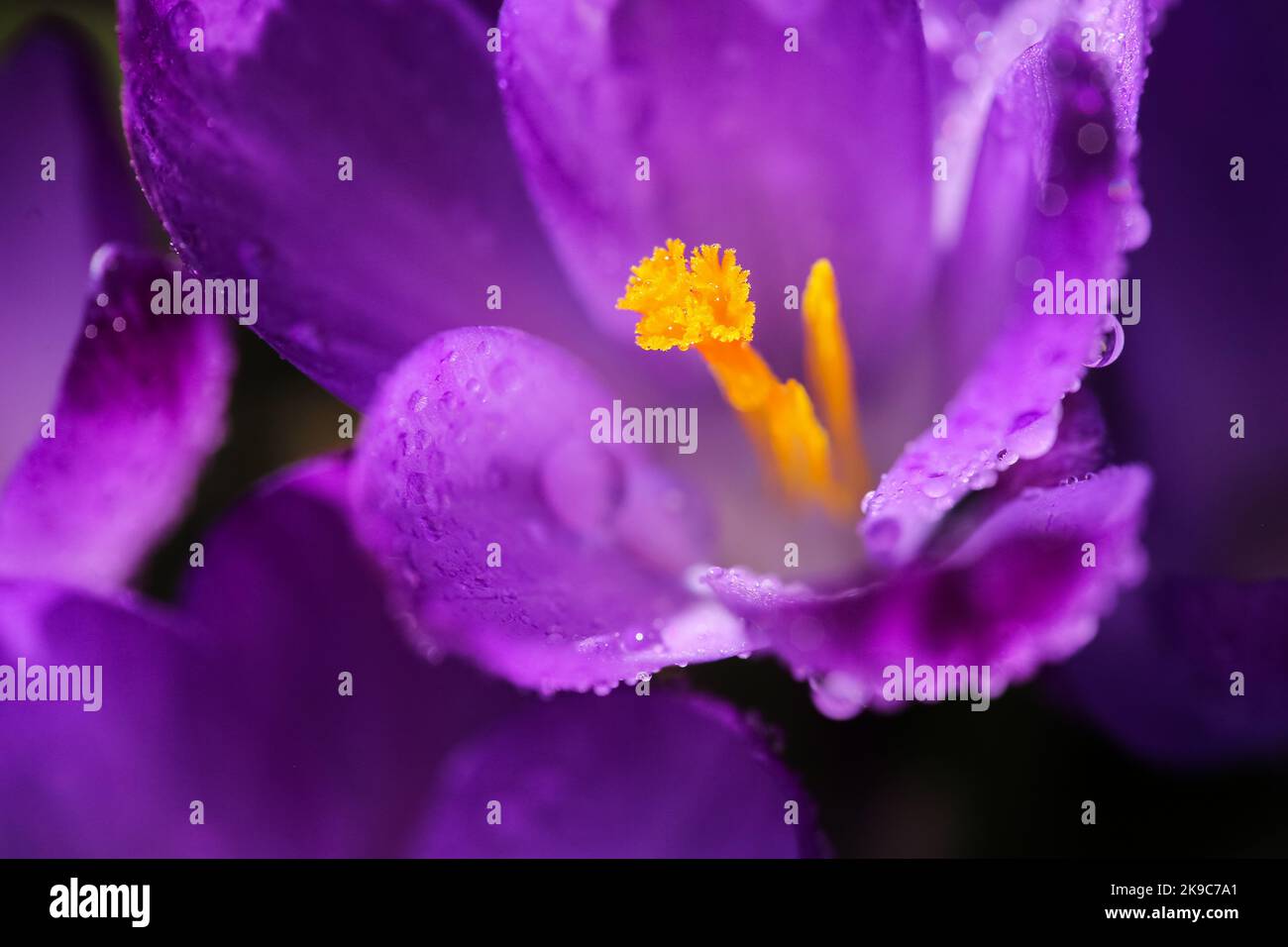 Blue blooming crocus covered with water drops, macro, closeup Stock ...