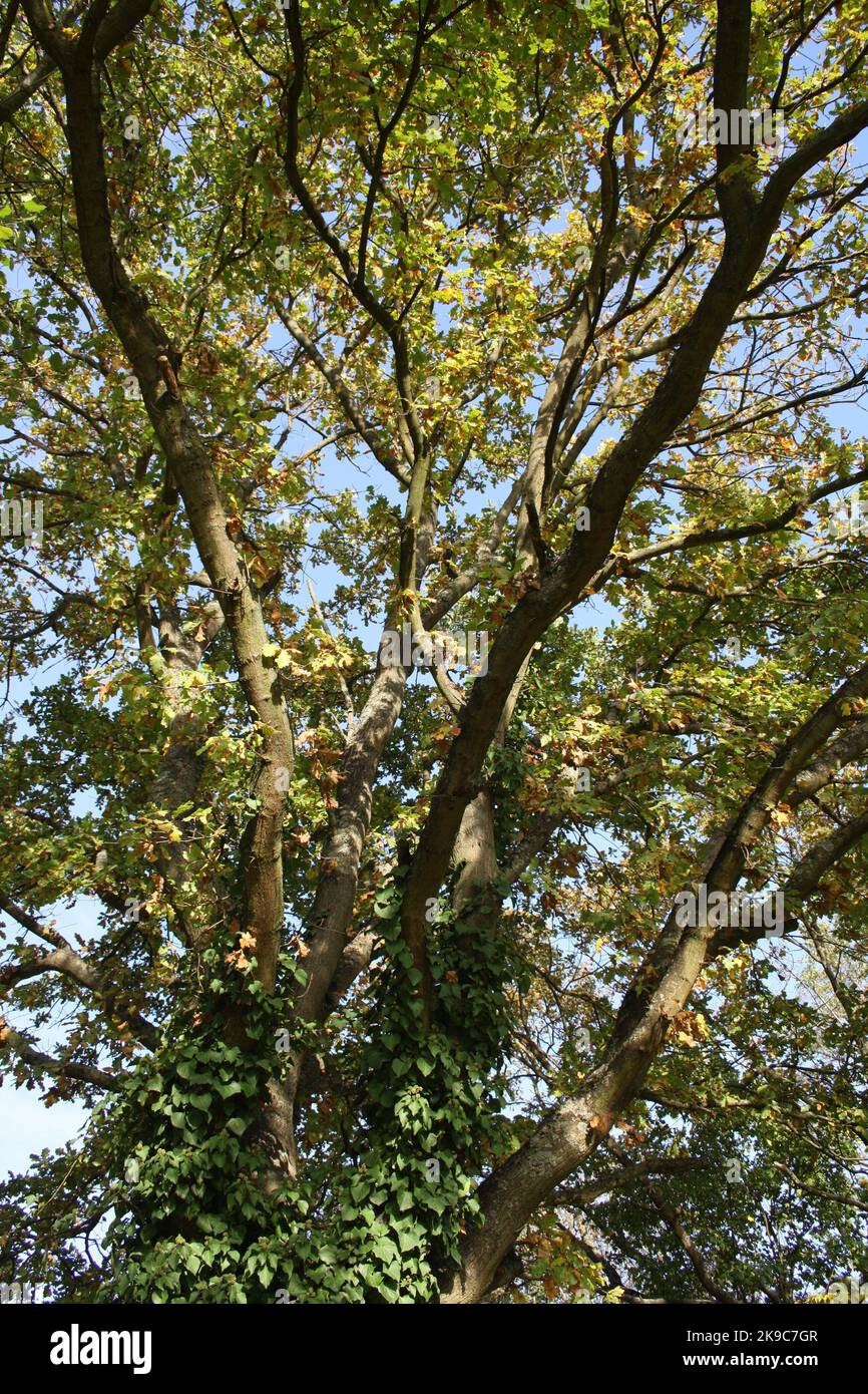 Top of an oak tree in Frankfurt city forest Stock Photo - Alamy