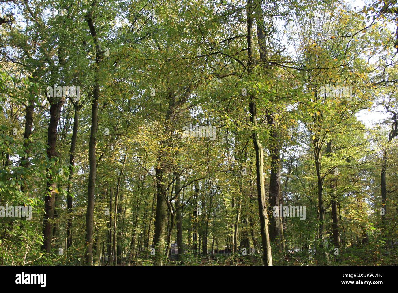 View through the trees in Frankfurt city forest Stock Photo - Alamy
