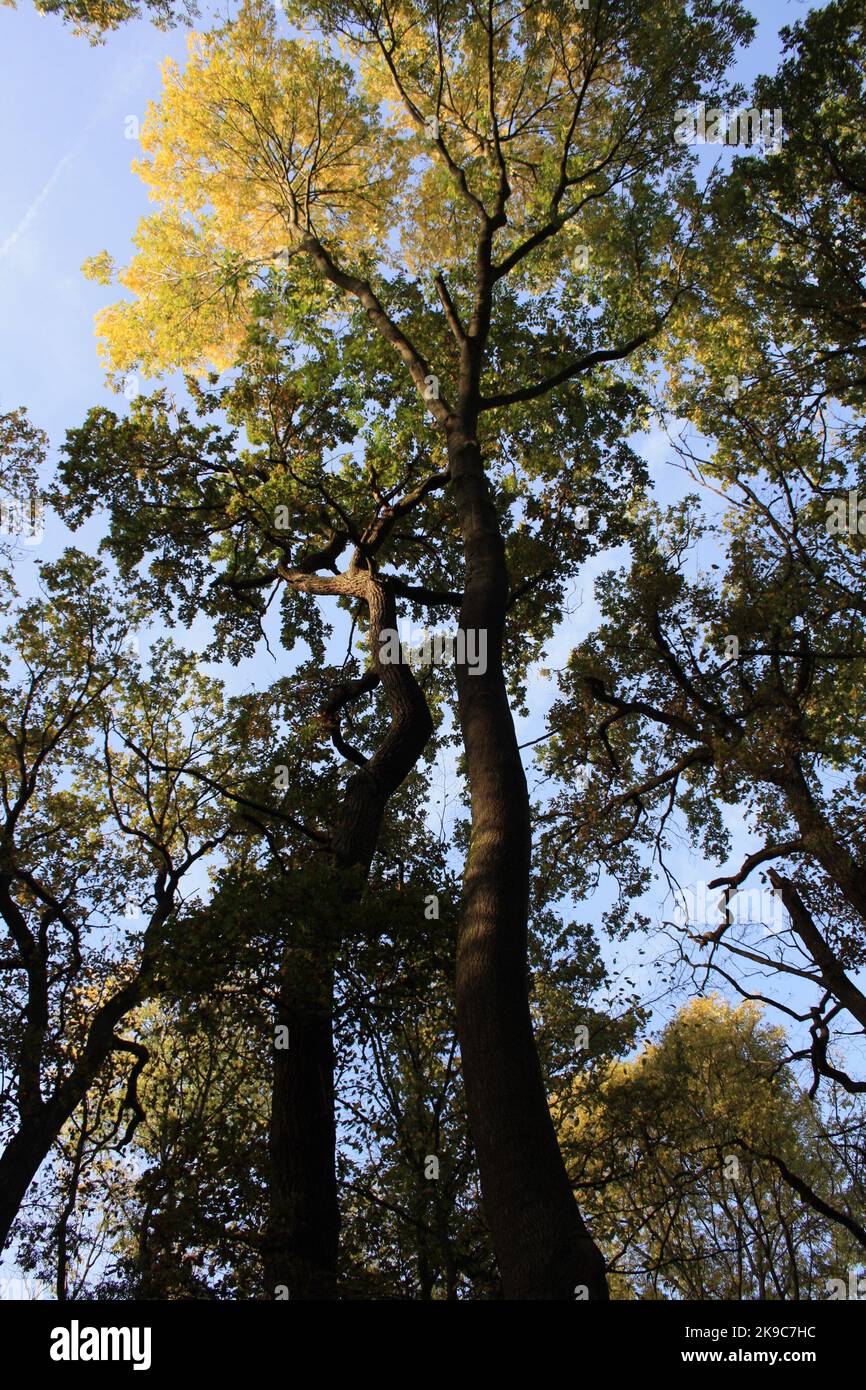 Oak trees from below hi-res stock photography and images - Alamy