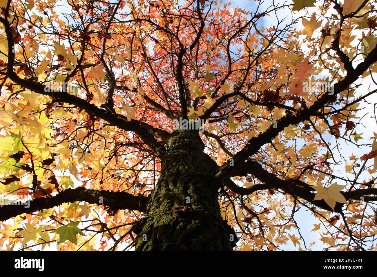 Different trunk colors hi-res stock photography and images - Alamy