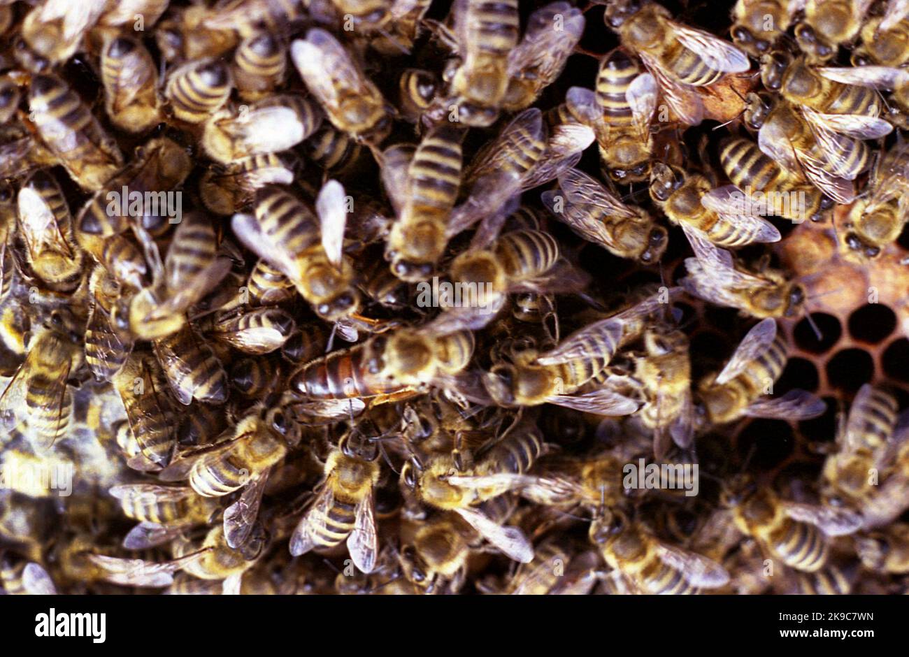 Romania, approx. 2002. Close-up of a beehive frame, with bees on the ...