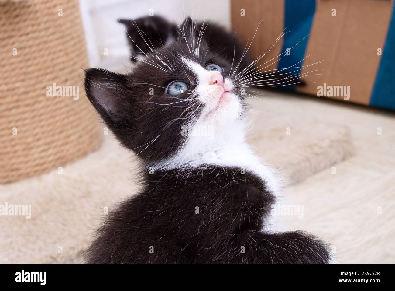 Little kitten raised paw hi-res stock photography and images - Alamy