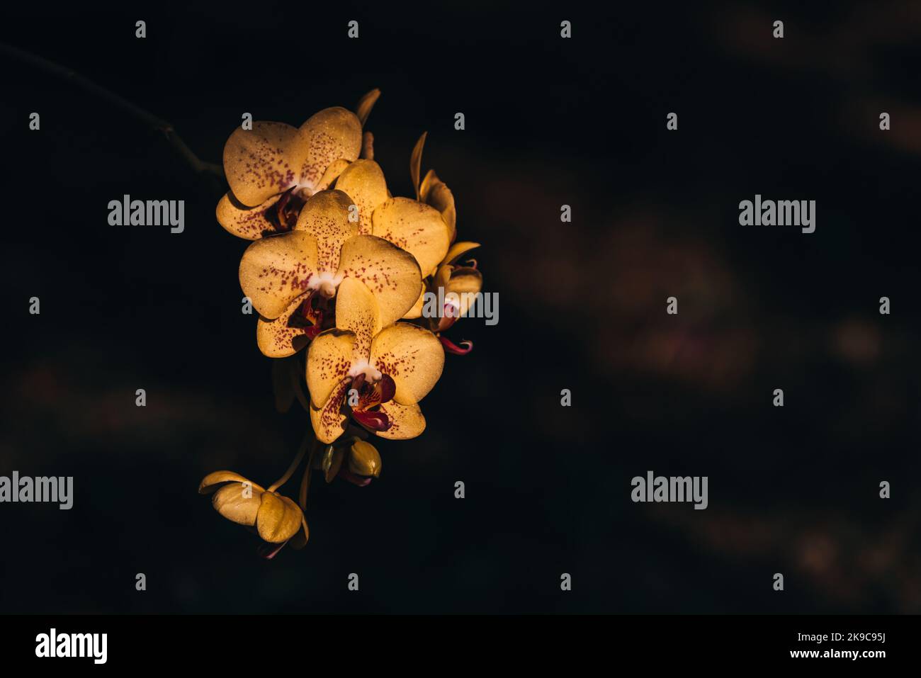 Horizontal image of yellow spotted phalaenopsis orchids in the shade ...