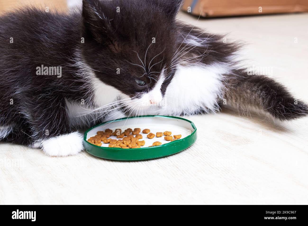 Adorable cute little pussycat eating hi-res stock photography and ...