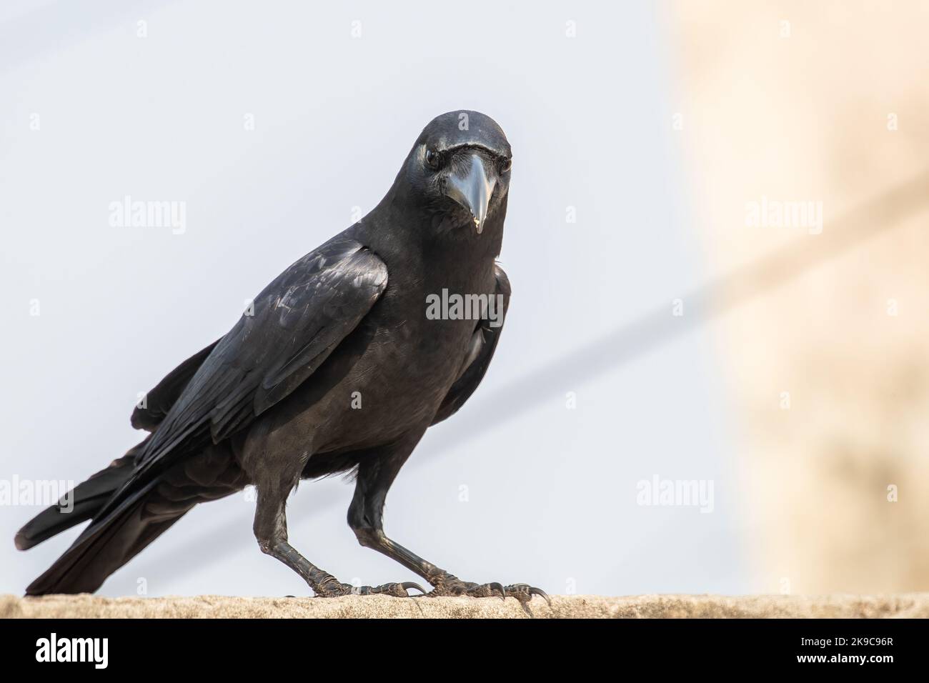 A Common Raven sitting on wall and looking into Camera Stock Photo - Alamy