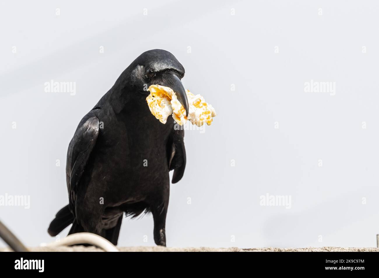A Crow having food in its beak and ready to take Stock Photo - Alamy