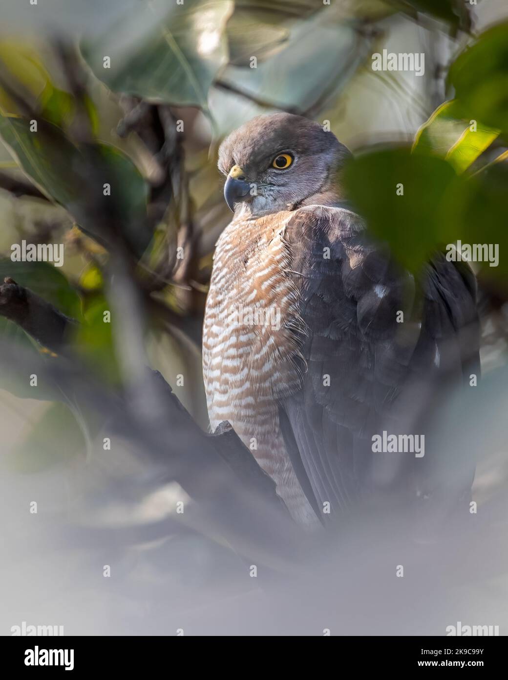 Eagle hidden in tree hi-res stock photography and images - Alamy