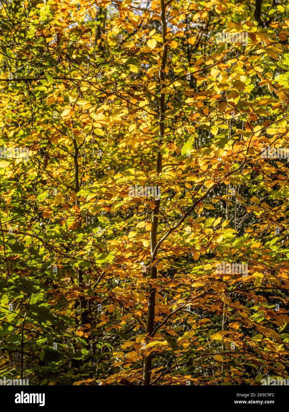 Backlit golden leaves of a beech tree in Autumn, growing in a UK ...