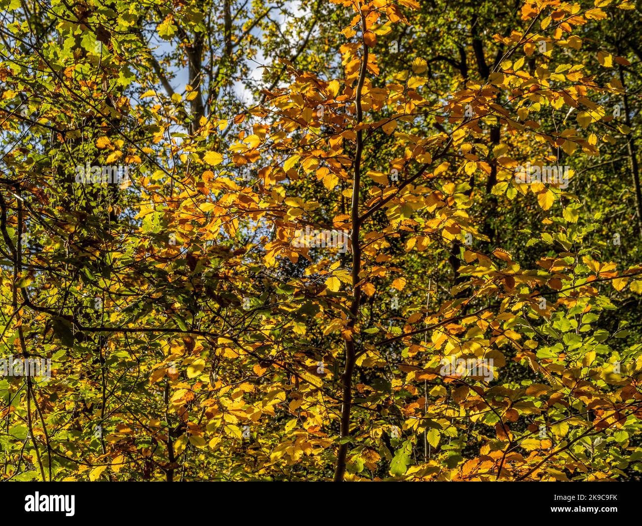 Backlit golden leaves of a beech tree in Autumn, growing in a UK ...