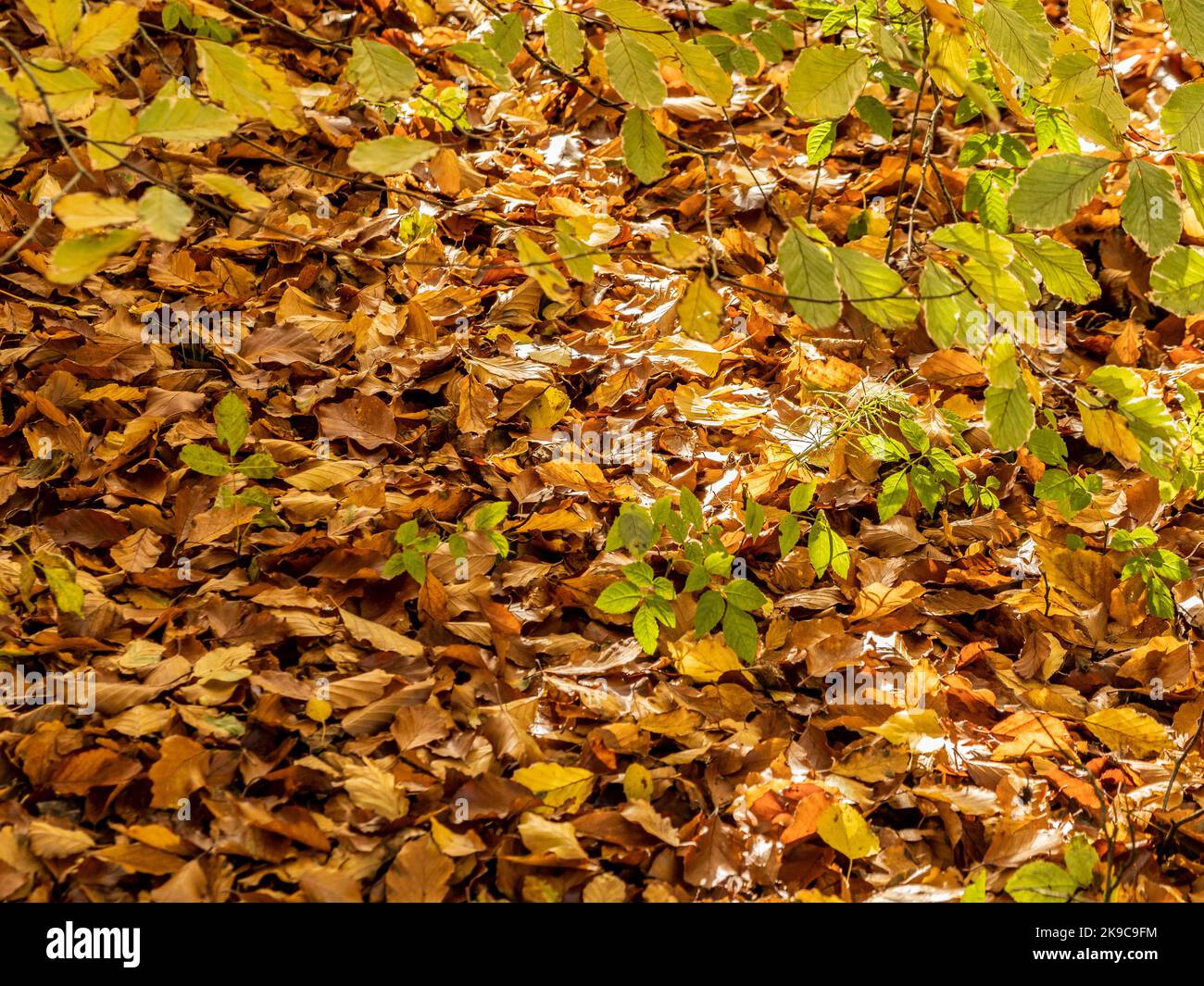 Fallen golden beech leaves on the ground below branches of green leaves ...